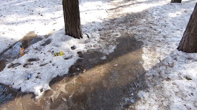 Рождение ручья в лесу.