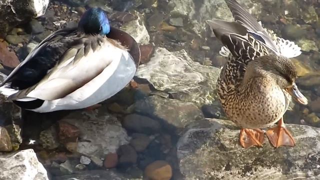 Утки на Енисее в предчувствии весны :)