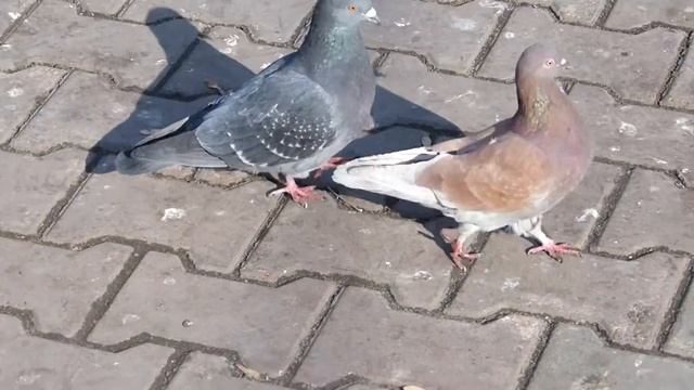 Голуби и весна.