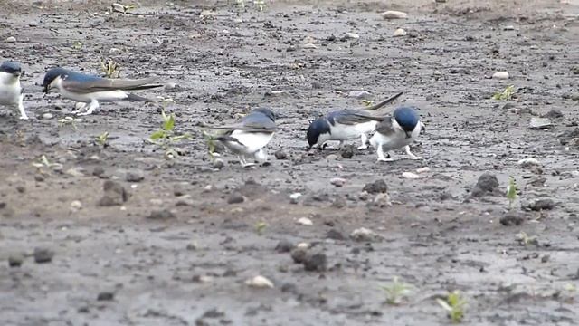 Городская ласточка или воронок.