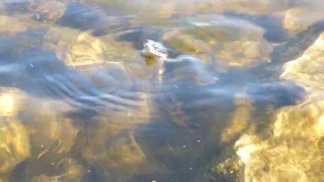 Водяной уж. Волжский :)