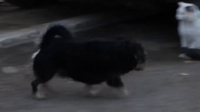 Ноябрьская котэвасия.