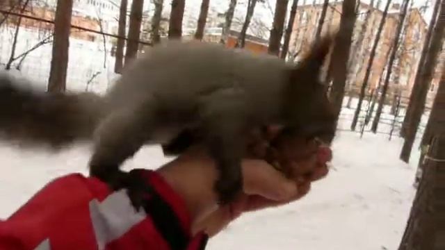 Бойкая белка-2.