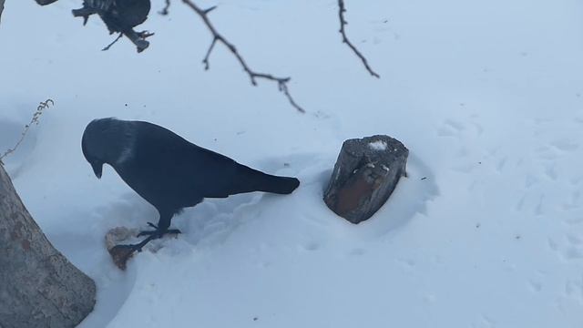 Галки и корочка хлеба.