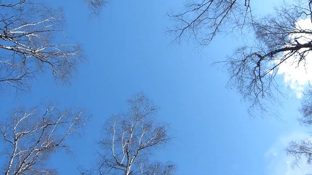 Весеннее небо в березовой роще.
