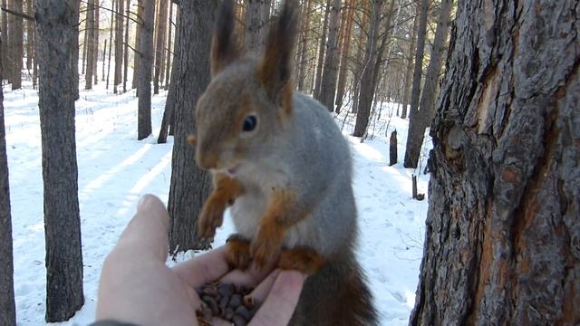 Белка с кедровыми орехами-2.