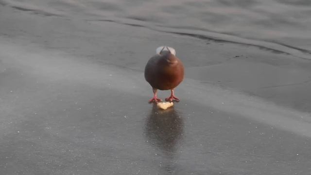 Голубь на льду.