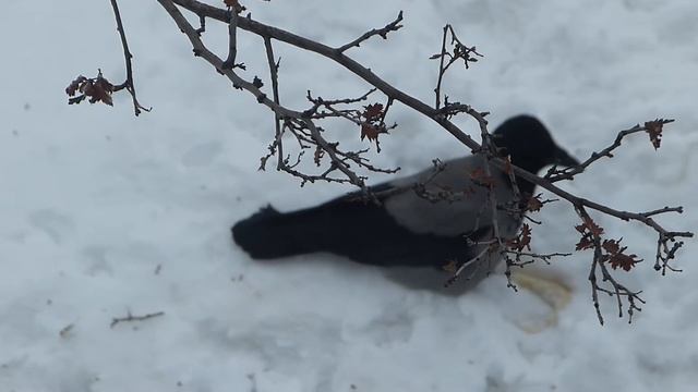 Серые вороны.