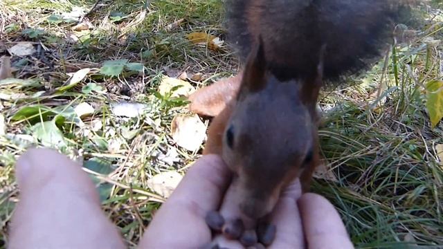 Белка в осеннем лесу.