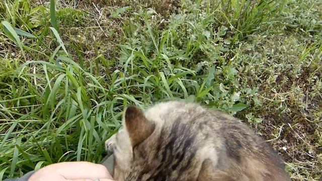 Василиса. чУдная котейка :)