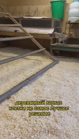 Переделываю курятник #домуреки #курятниксвоимируками #курынесушки #курятник #содержаниекур