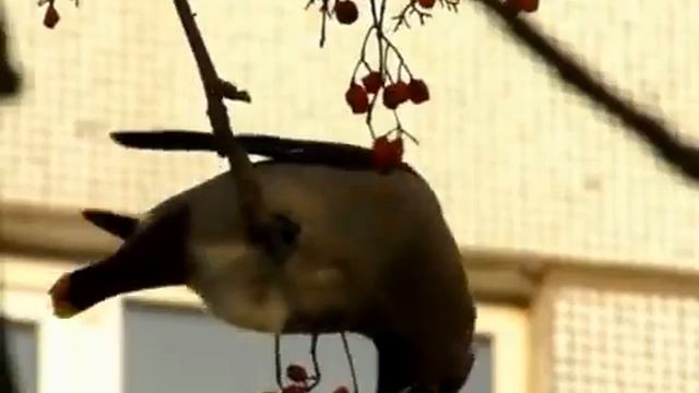 Свиристели прилетели :) -2.