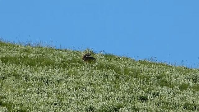 Заяц-русак на отдыхе :) - 2