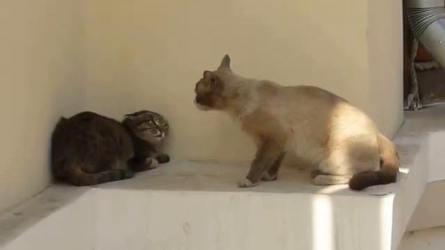 Котэвасия. Апрельская.
