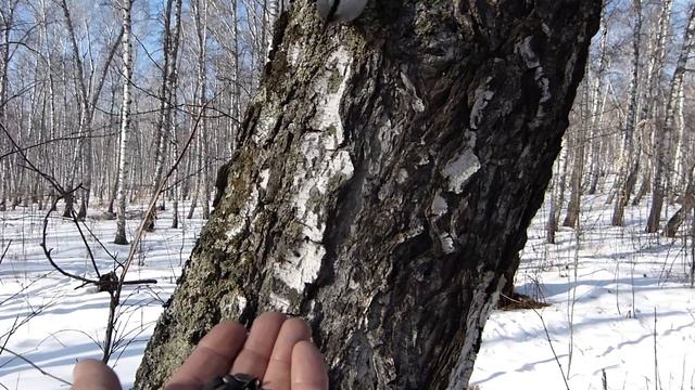 Поползень делает запасы семечек. Часть 2.