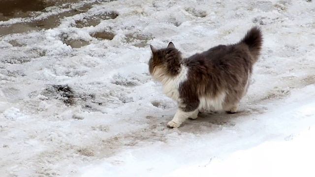 Котэ и собакевич.