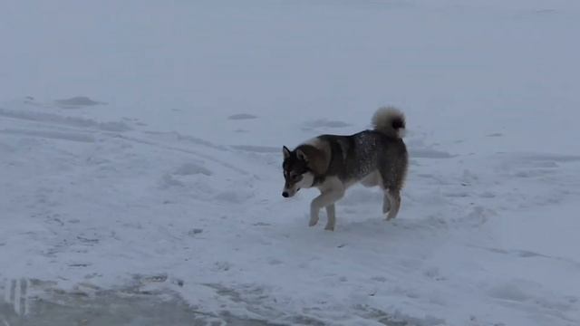Собака на Волге.