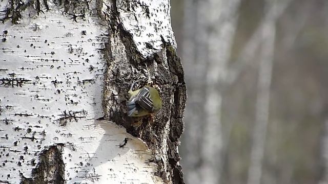Синица большая у дупла-гнезда.