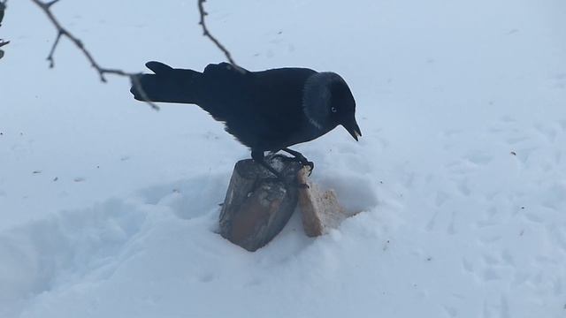 Галка завтракает чем кормушка послала :)