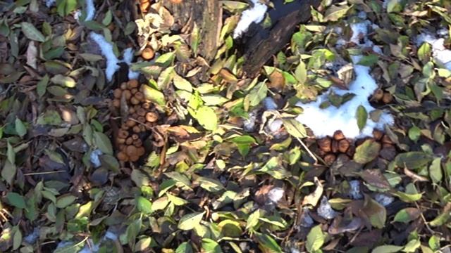 ТХ 850, убиваю время, пока солнышко.