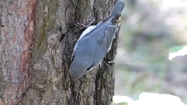 Поползень обедает кедровым орешком :)