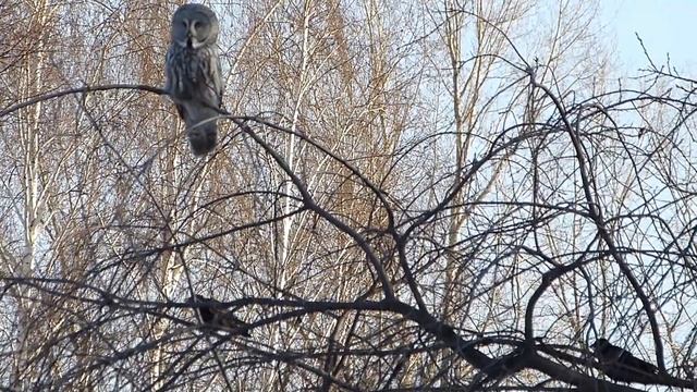Бородатая неясыть и чёрные вороны.