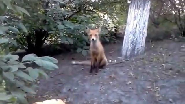Обыкновенная лисица.