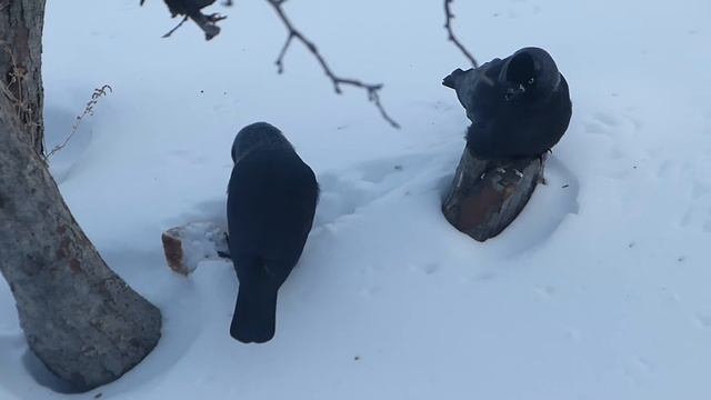 Две галки и корочка. Одна из галок знакома нам - она "с ограниченными возможностями".
