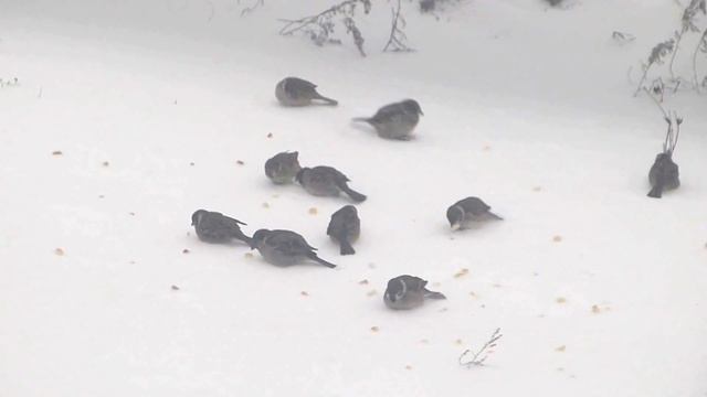 Утренняя вьюга.