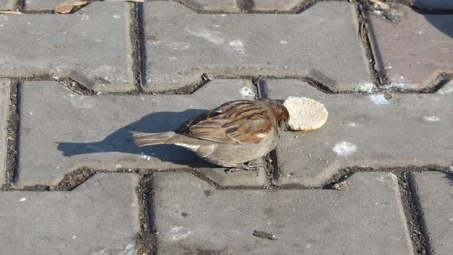 Голуби и воробей.