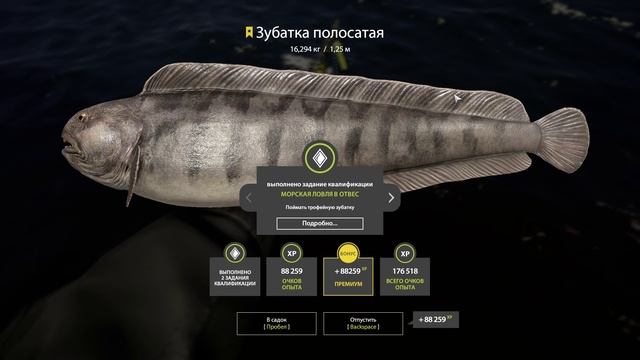 Русская Рыбалка 4. Норвежское море. Трофейная Зубатка Полосатая.