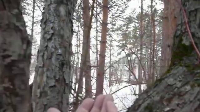Белка на черемухе.