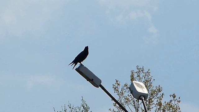 Ворон.