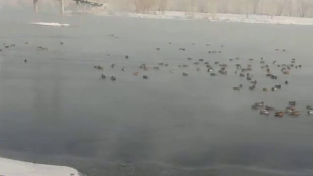 Утки на Стрелке, Красноярск.
