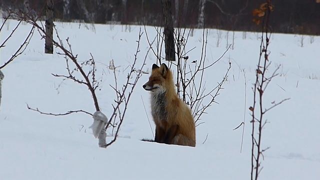 Обыкновенная лисица-2.