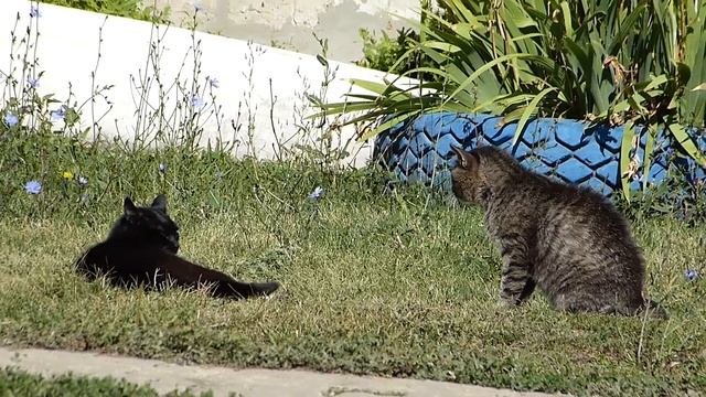 Поговорили... . КотЭвасия. Август.