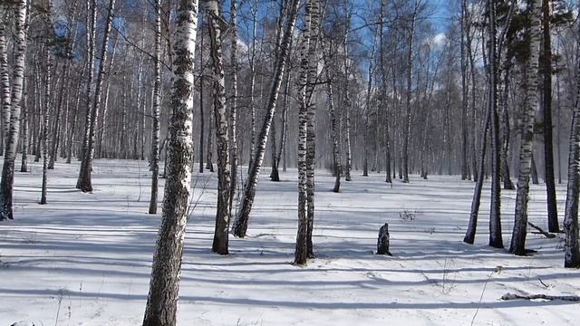 05 марта 2013 года, Красноярск. Просека в березовой роще.