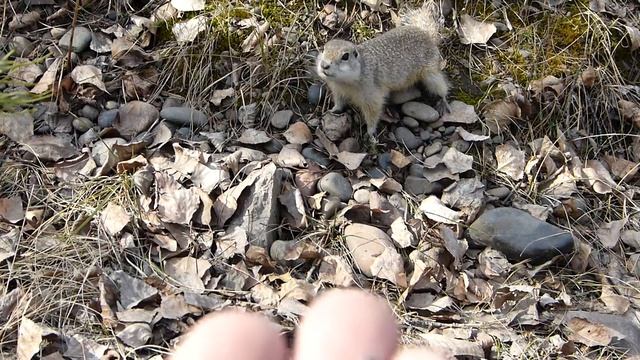 Встреча со знакомым суслом-2.
