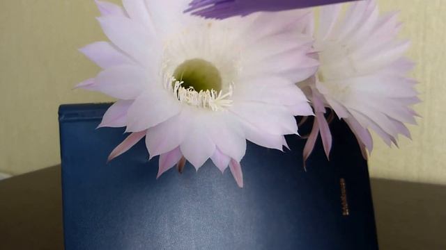 Цветущий "морской ёж" или Echinopsis turbinata.