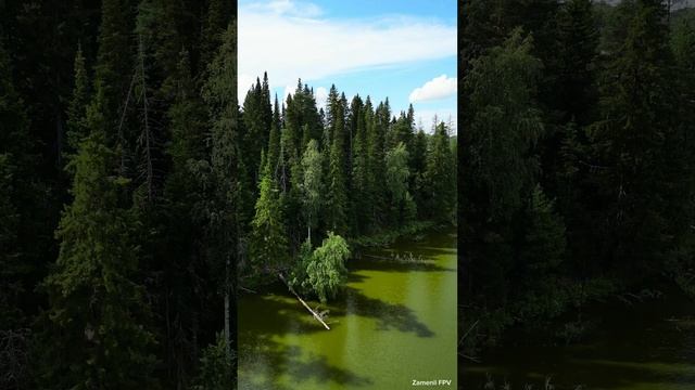 Бескрайние леса #дрон #квадрокоптер #dji