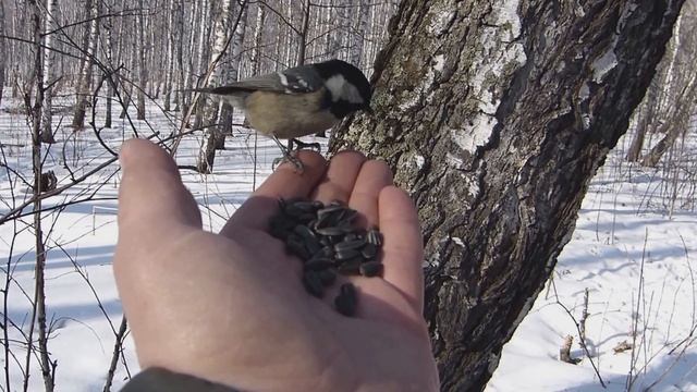 Поползень делает запасы семечек. Часть 3.