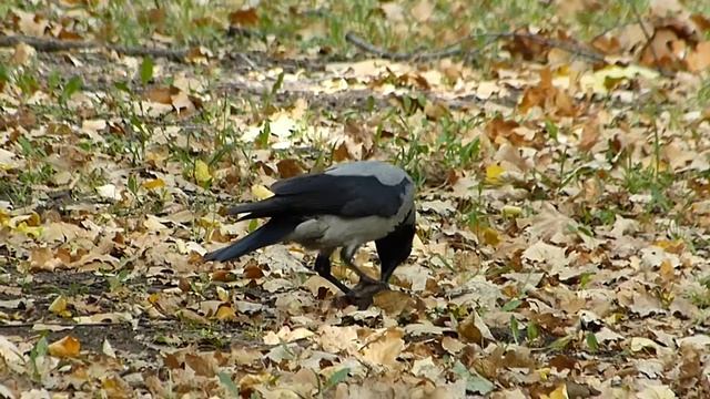 Что у серой вороны на обед? Косточка :)