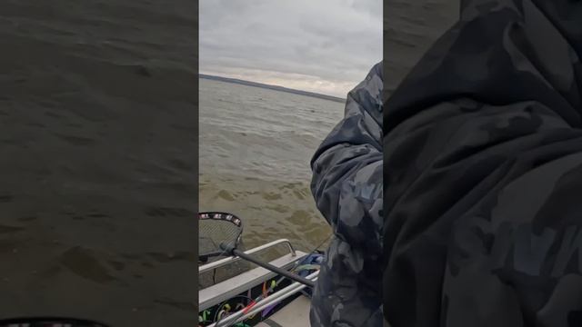 Судак бабахнул на слаг! #fishing #рыбалка #рыболовная #спиннинг #судак #джиг #паноптикс #пелагика