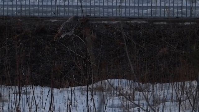 Бородатая неясыть слушает мышь.