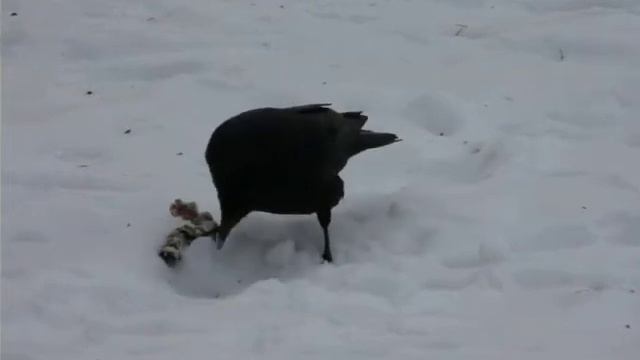 Ужин черной вороны :)