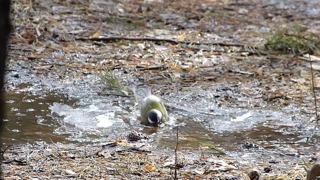 Синица купается в талой воде.