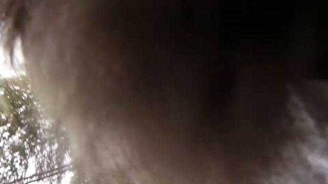 Две белки :)