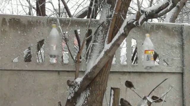 Воробьи и синицы.