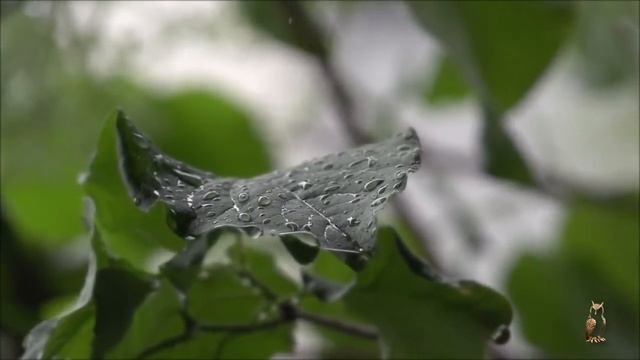 О ростке и большом дереве