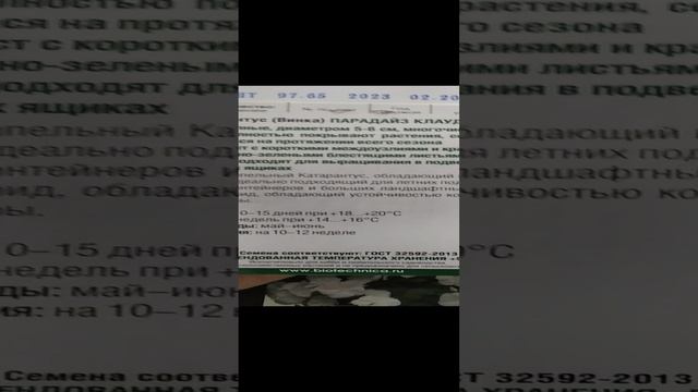 Привоз семян . Катарантус , колокольчик Эппил, кампанула.